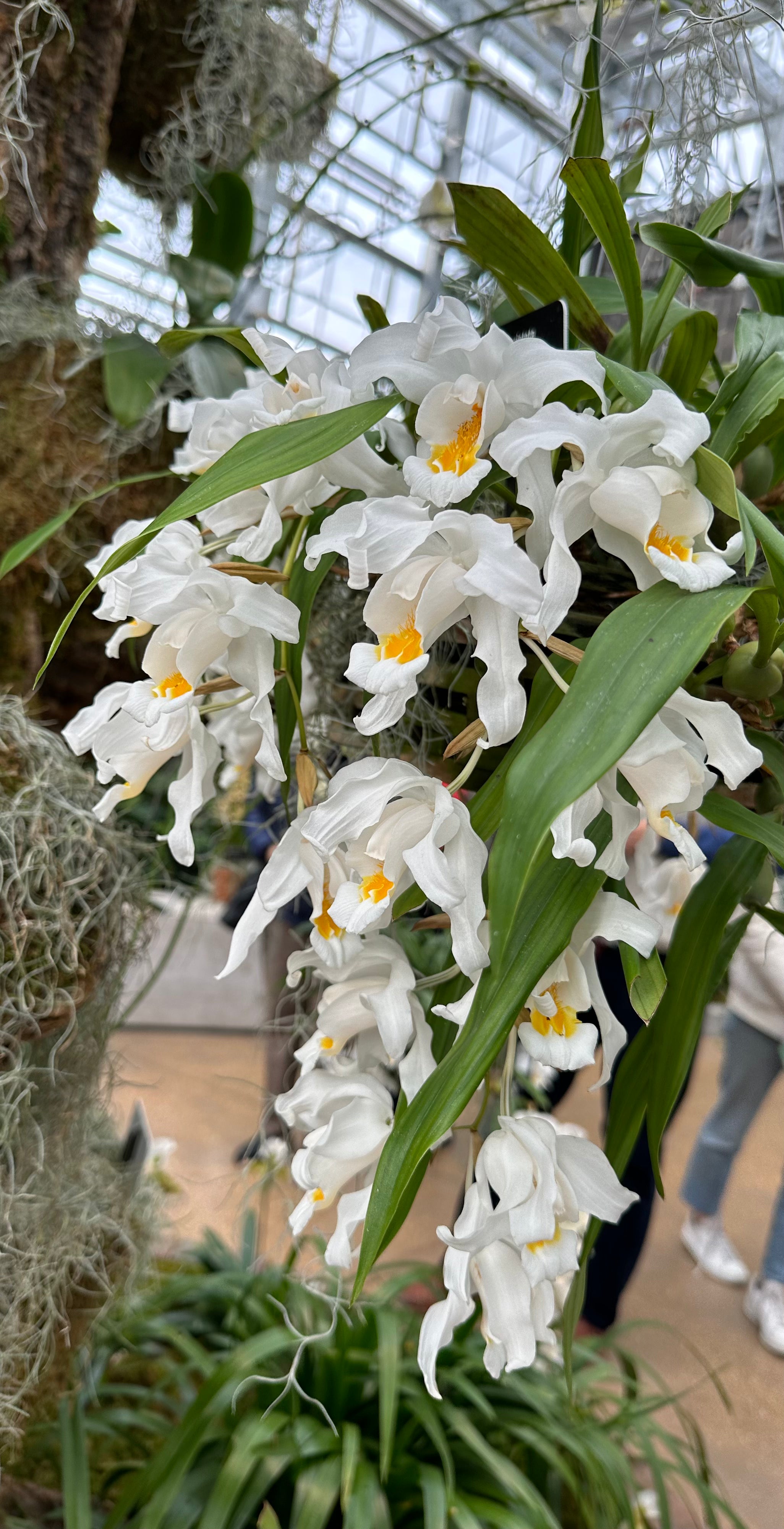 Coelogyne – Flask & Flora